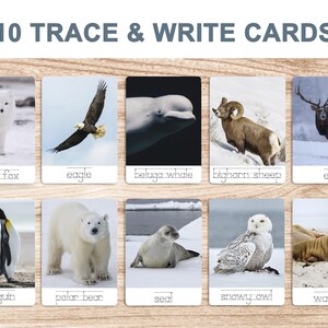 Arctic Animals • Printable Flash Cards • 3 Part Cards • Montessori ...