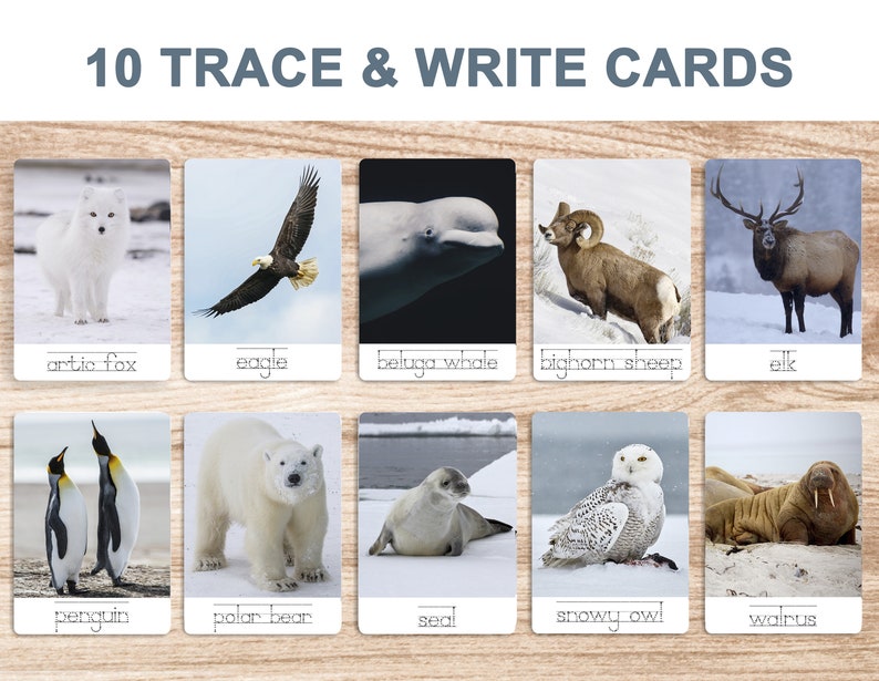 Arctic Animals Printable Flash Cards 3 Part Cards Montessori Cards ...