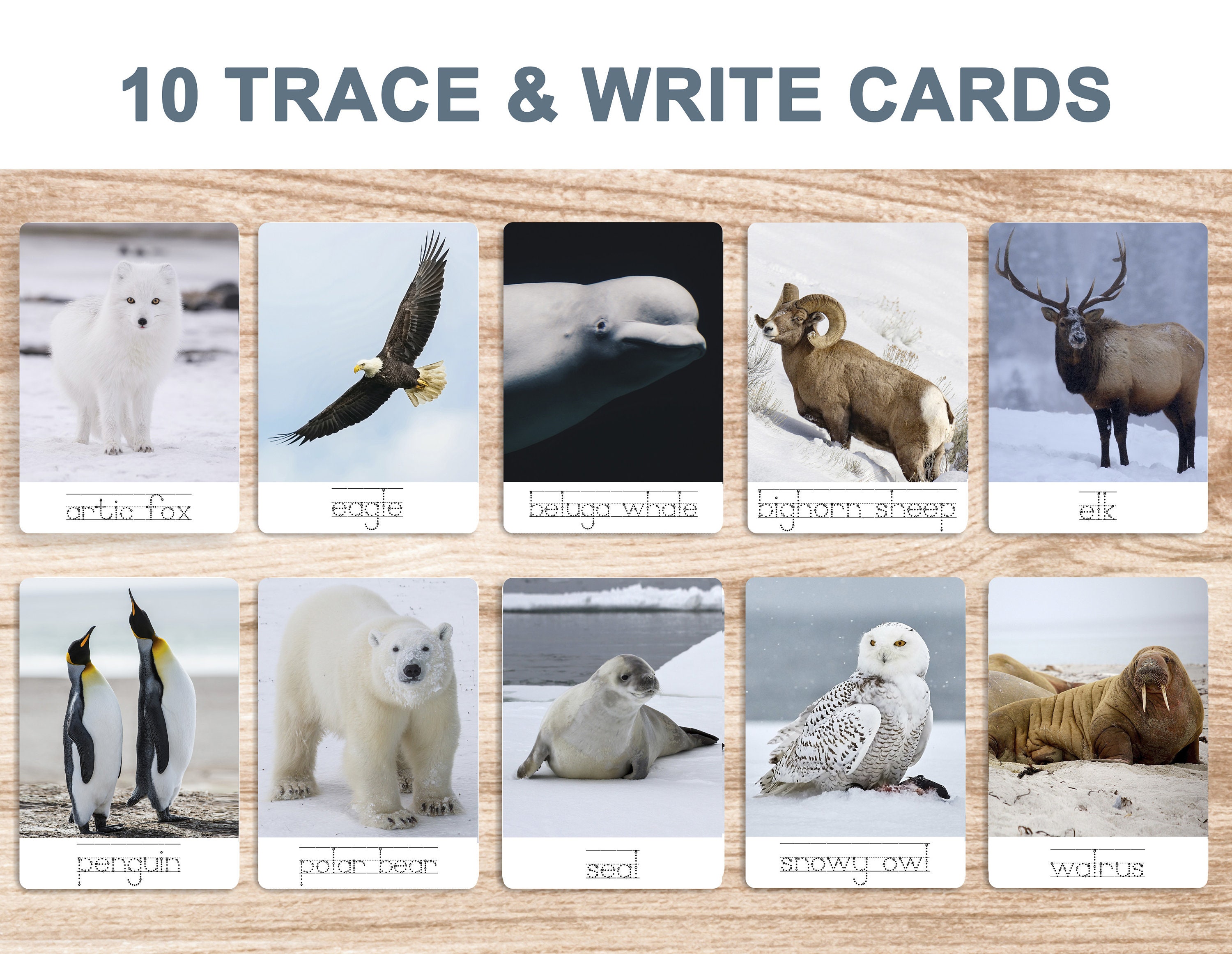 Arctic Animals Printable Flash Cards 3 Part Cards Montessori Cards ...