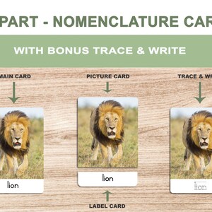 Safari Animals • Printable Flash Cards • 3 Part Cards • Montessori ...