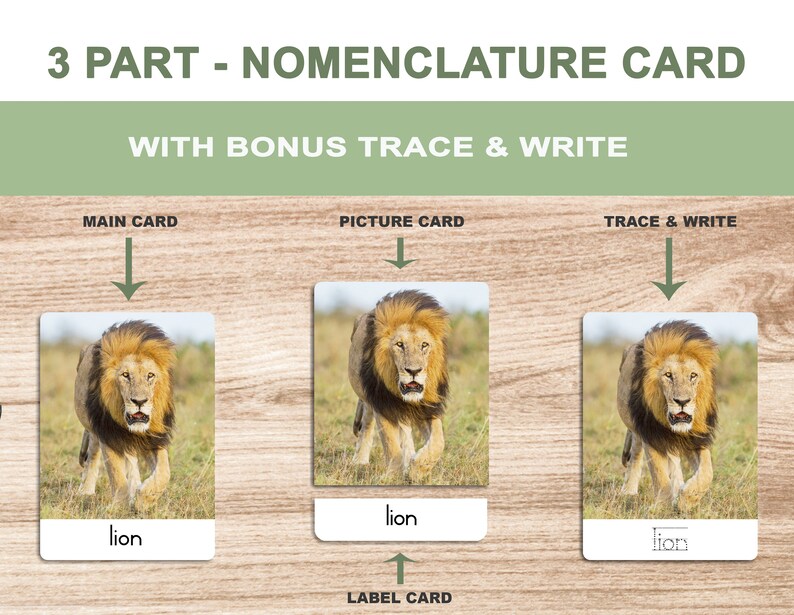 Safari Animals • Printable Flash Cards • 3 Part Cards • Montessori ...