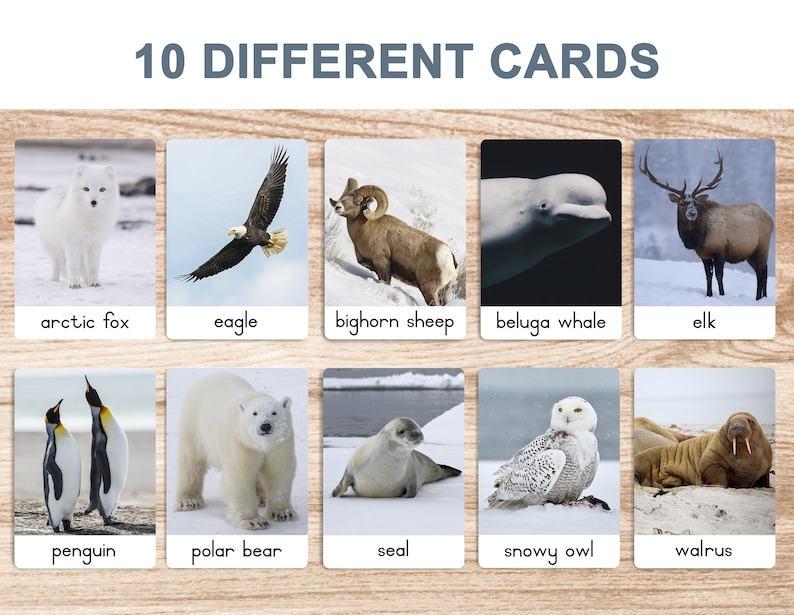 Arctic Animals Printable Flash Cards 3 Part Cards Montessori Cards ...