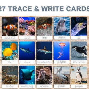 Sea Animals • Printable Flash Cards • 3 Part Cards • Montessori Cards ...