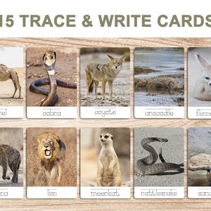 Desert Animals • Printable Flash Cards • 3 Part Cards • Montessori ...