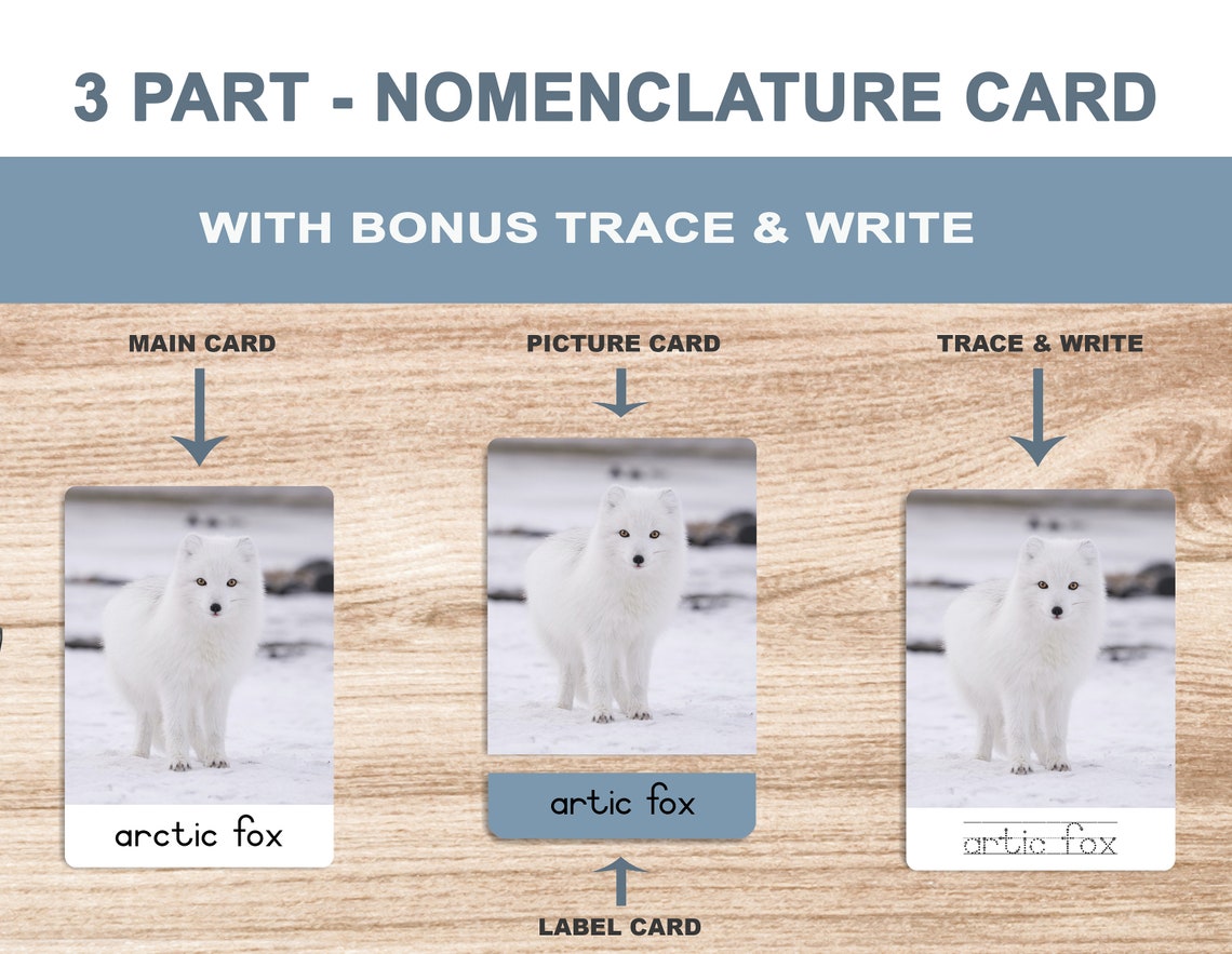 Arctic Animals • Printable Flash Cards • 3 Part Cards • Montessori ...