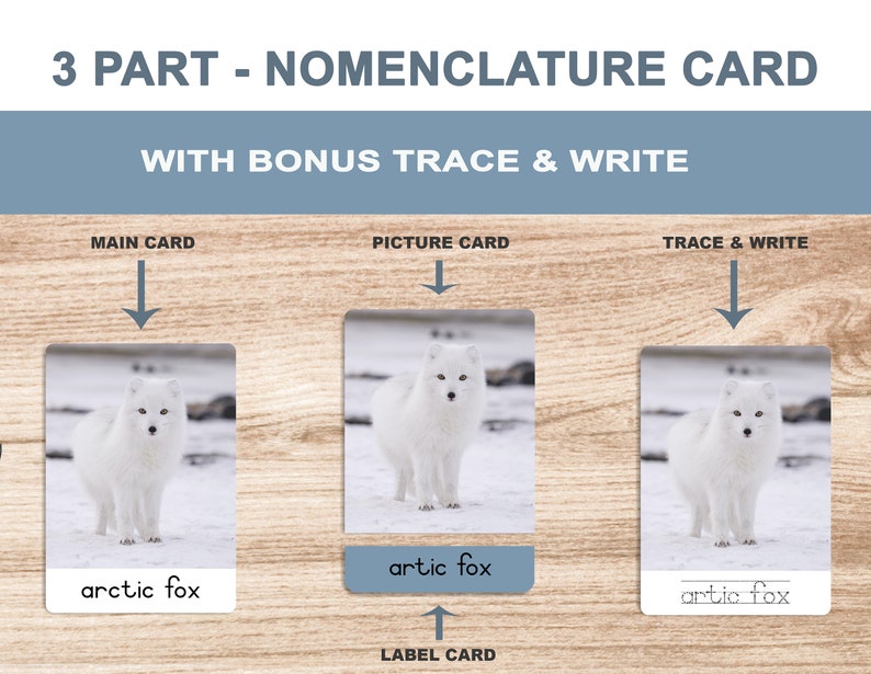 Arctic Animals • Printable Flash Cards • 3 Part Cards • Montessori ...