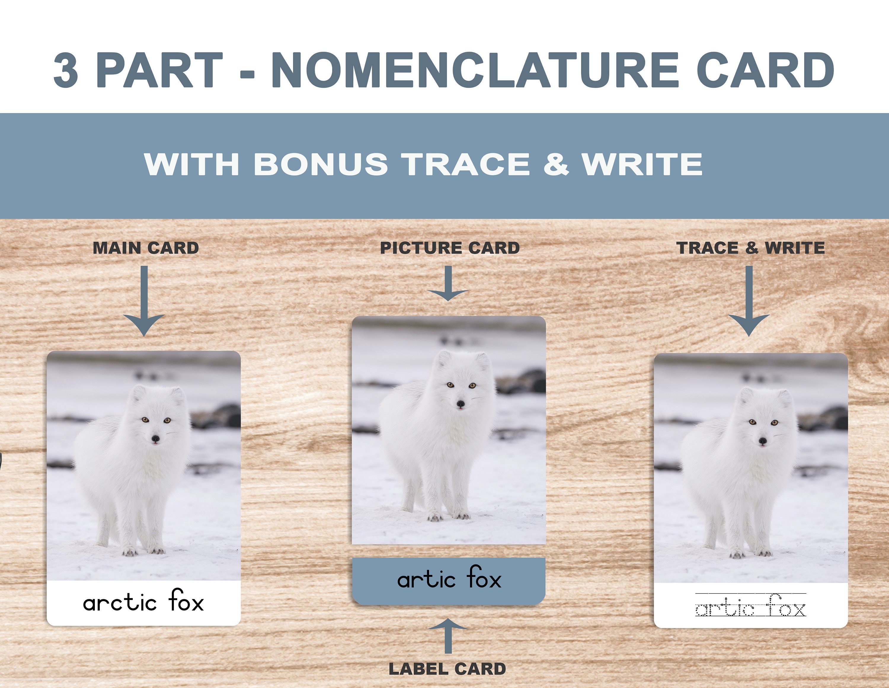 Arctic Animals • Printable Flash Cards • 3 Part Cards • Montessori ...