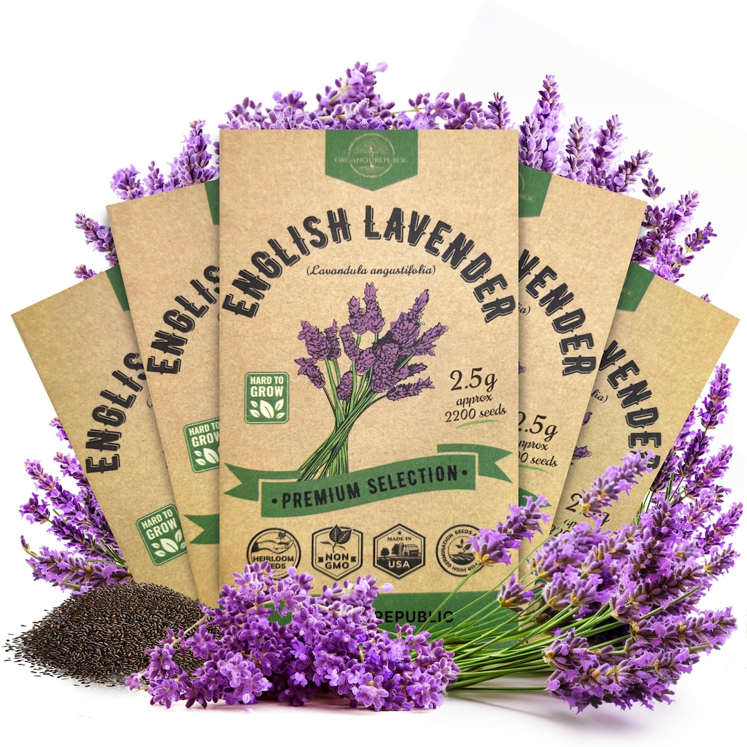5-pack English Lavender Seeds Pack 12.50 G - Over 11,000 Non GMO ...