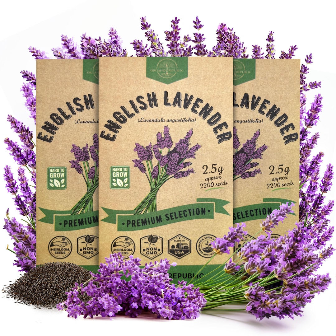 3-pack English Lavender Seeds Pack 7.5 G - Over 6,600 Non GMO Heirloom ...