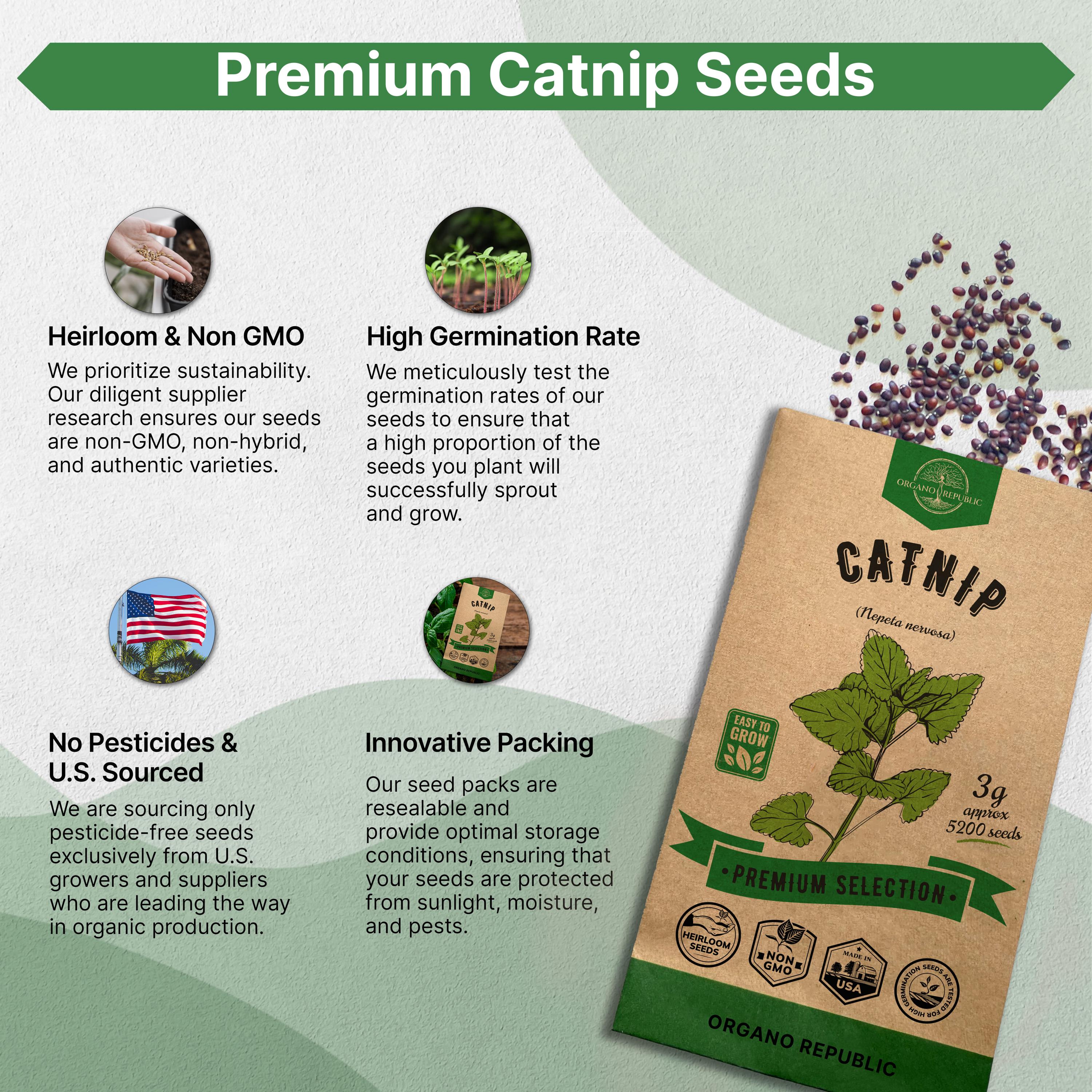 Heirloom Catnip Seeds: 5200+ Non-gmo Herb Seeds for Planting - Etsy