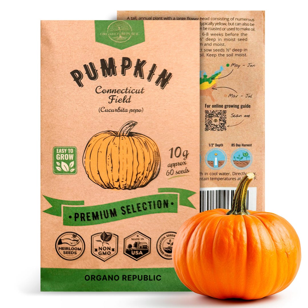 Pumpkin Connecticut Field Seeds Pack 10G - Over 60 Non GMO Heirloom ...