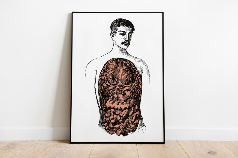 Anatomy Man Antique male Anatomy Anatomical art Prints | Etsy