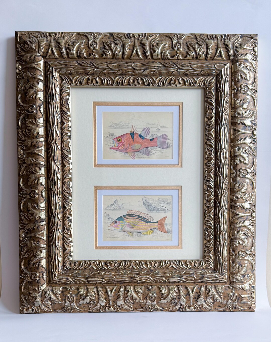 Antique Hand-colored Fish Lithograph: Jardine's Naturalist's Library ...