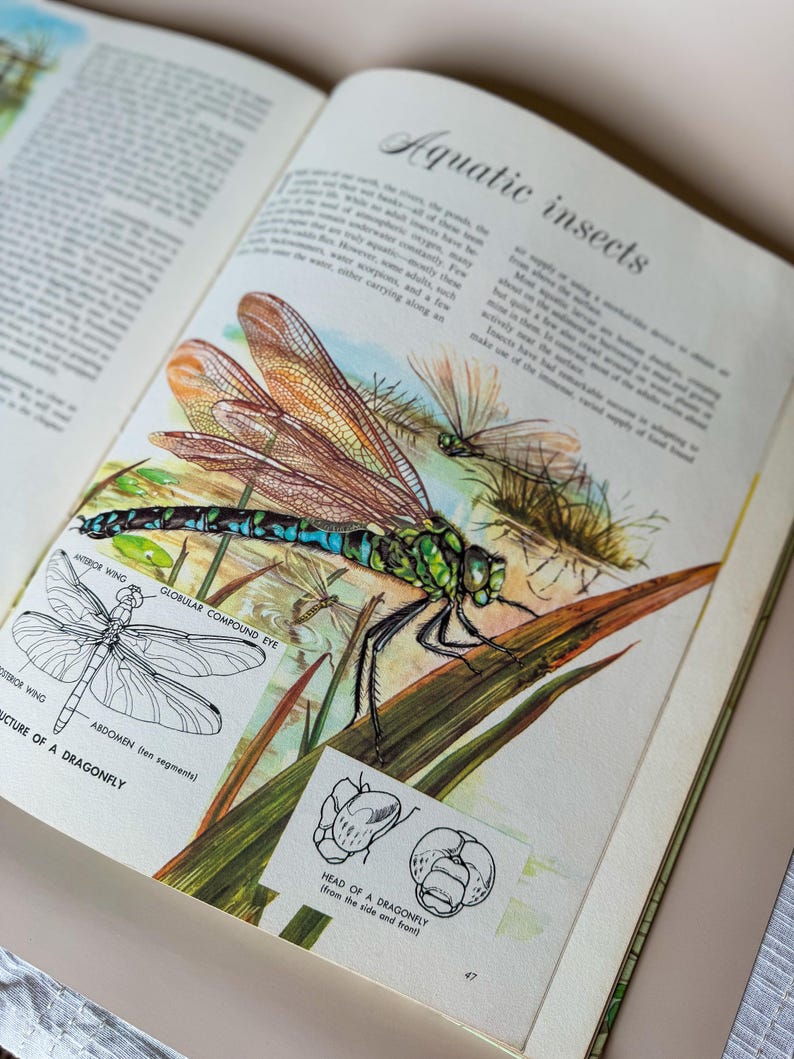 Vintage Copy of Insects in Our World Childrens Book on Entomology ...