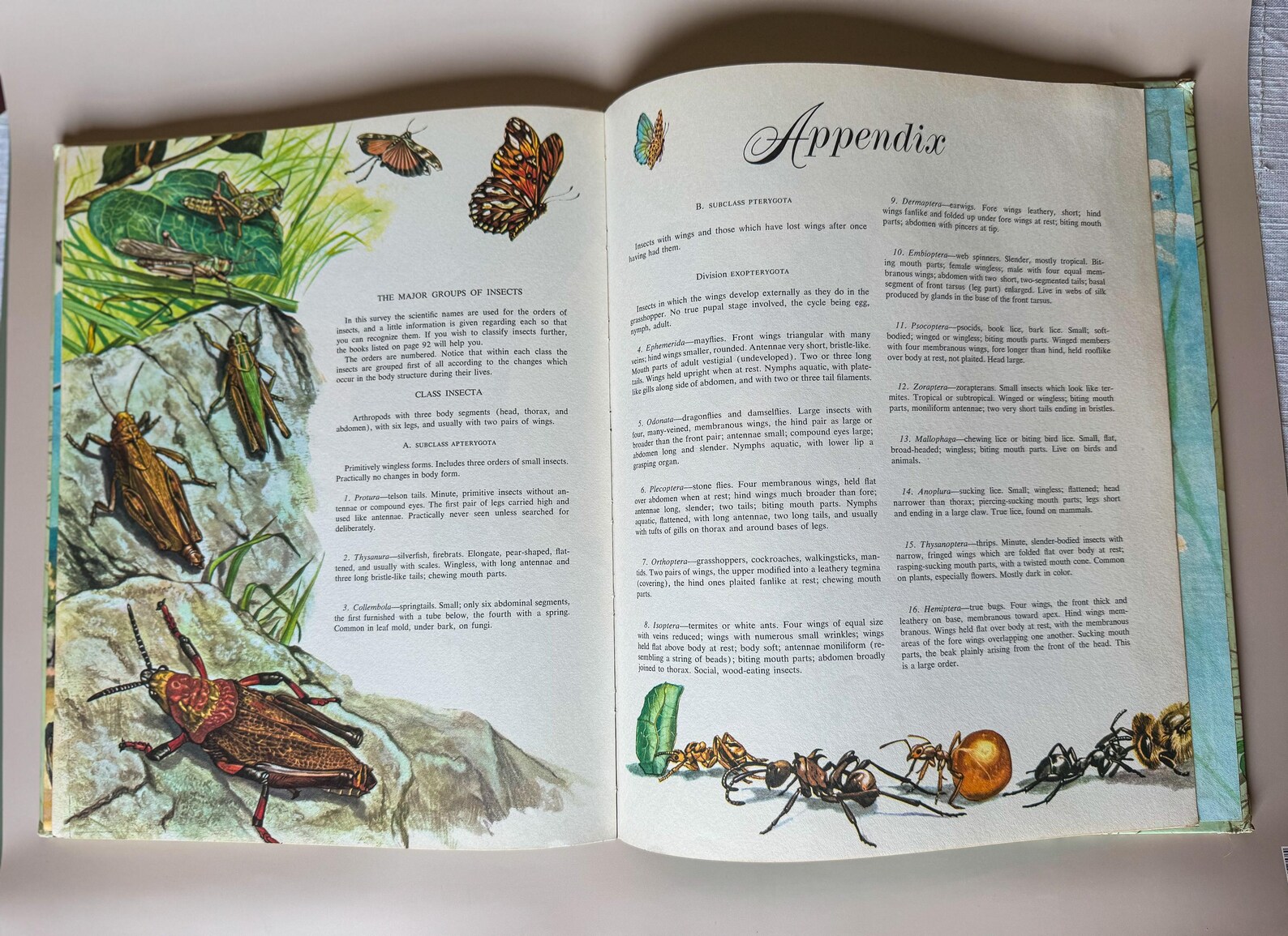 Vintage Copy of Insects in Our World Childrens Book on Entomology ...