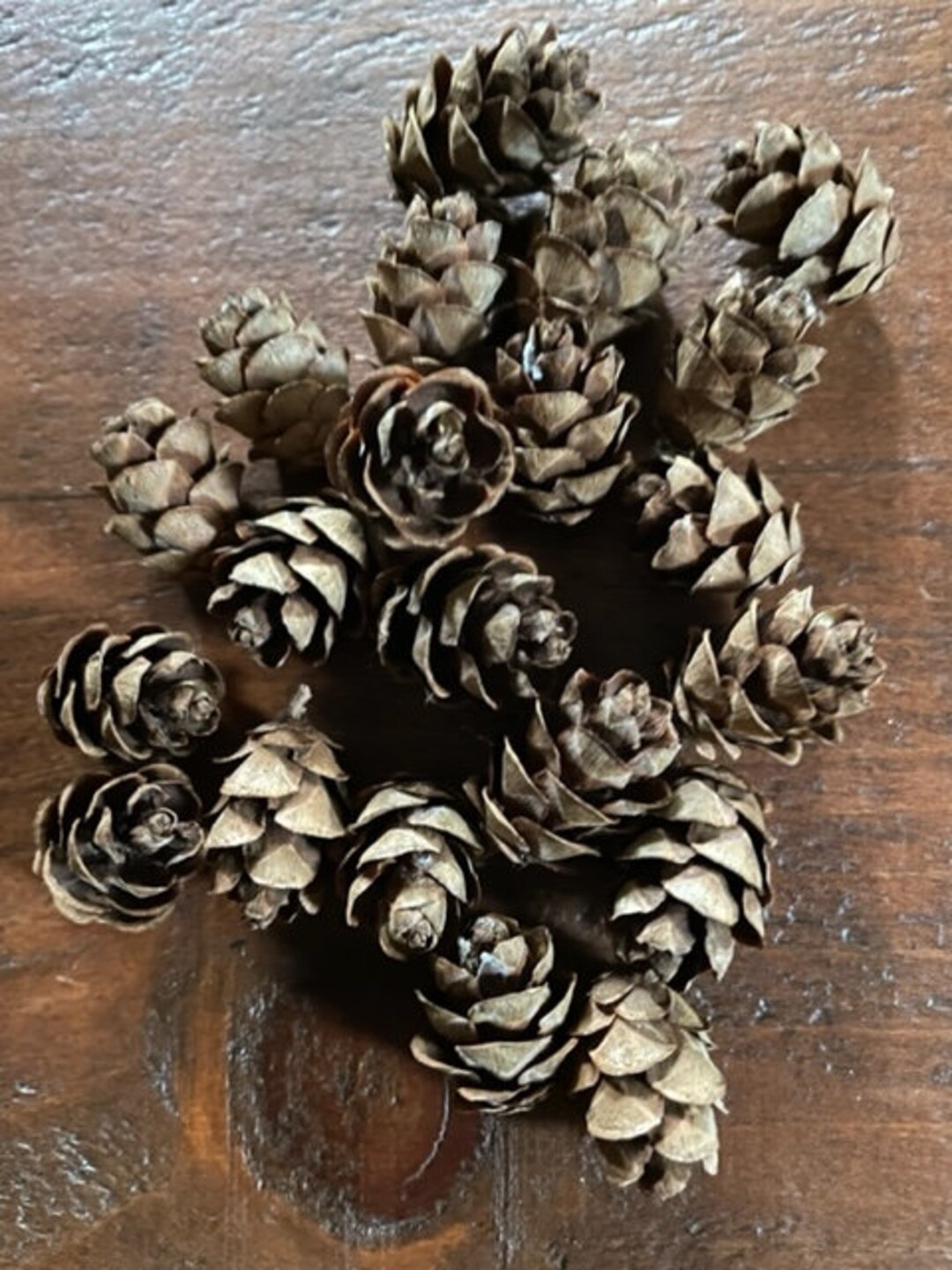 Mini Hemlock Pinecones 150 per Pkg. / Mini Pinecones / Mason Jar Pinecone Filler / Natural ...