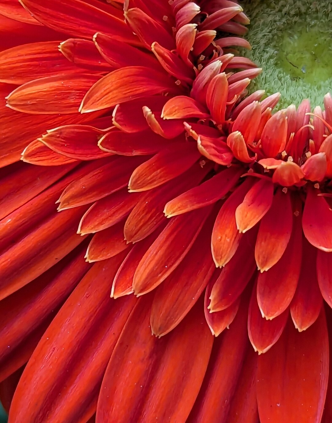 Red Gerber Daisy Photo Print - Fine Art Print, Flower Print, Macro ...