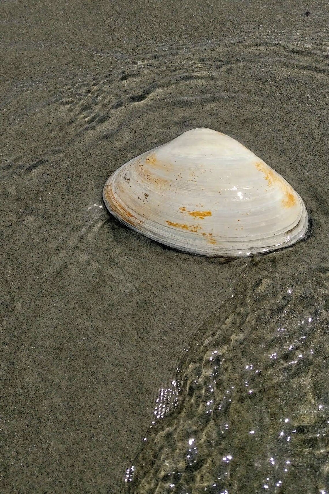 Seashell in the Surf Photo Print - Beach Art, Wall Art, Fine Art Print ...