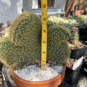 Huge Huge Weirdo Alert Vatricania Guentheri Crested Brain Crest Cactus ...