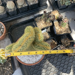 Huge Huge Weirdo Alert Vatricania Guentheri Crested Brain Crest Cactus ...