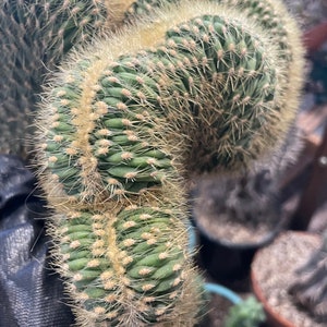 Huge Huge Weirdo Alert Vatricania Guentheri Crested Brain Crest Cactus ...