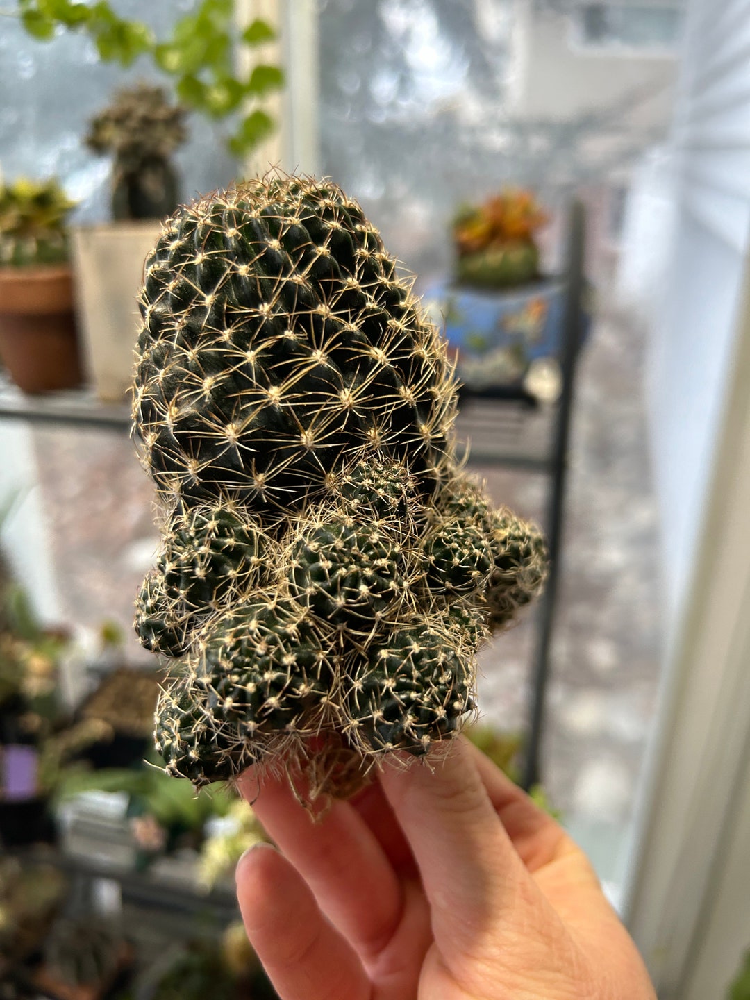 Weirdo Alert GOTH BLACK PLANT Rebutia Helosia Cactus Cluster Imported ...