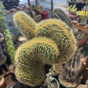 Huge Huge Weirdo Alert Vatricania Guentheri Crested Brain Crest Cactus ...