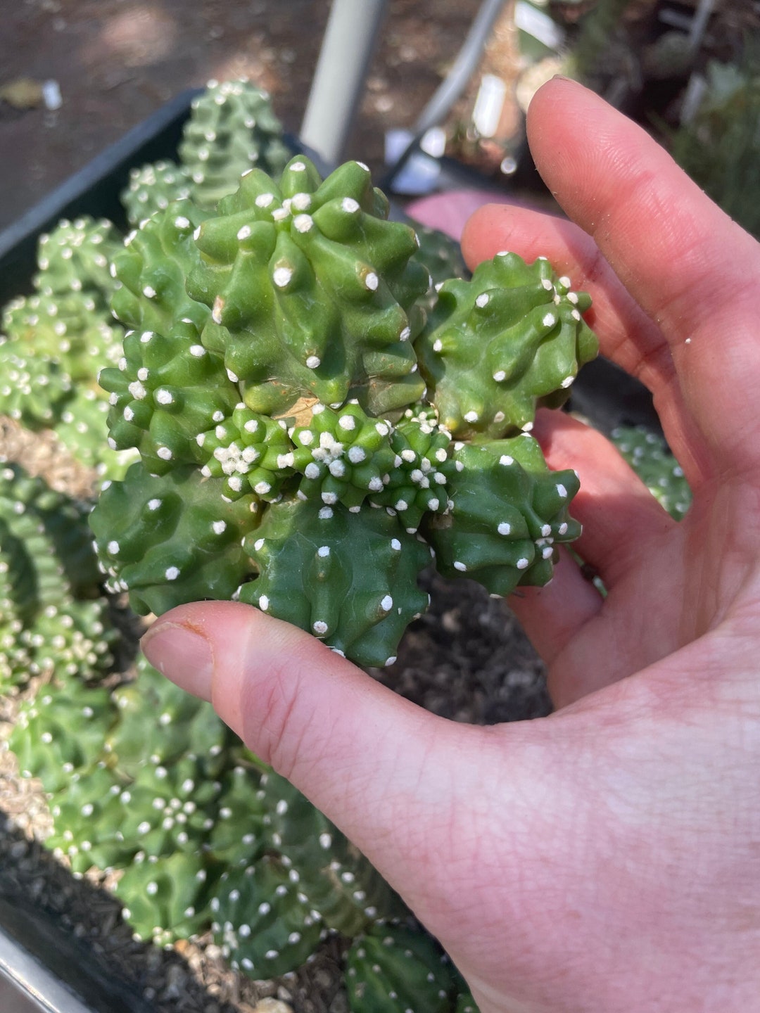 Weirdo Alert Cereus Trigonodendron Cluster Cactus...rare - Etsy