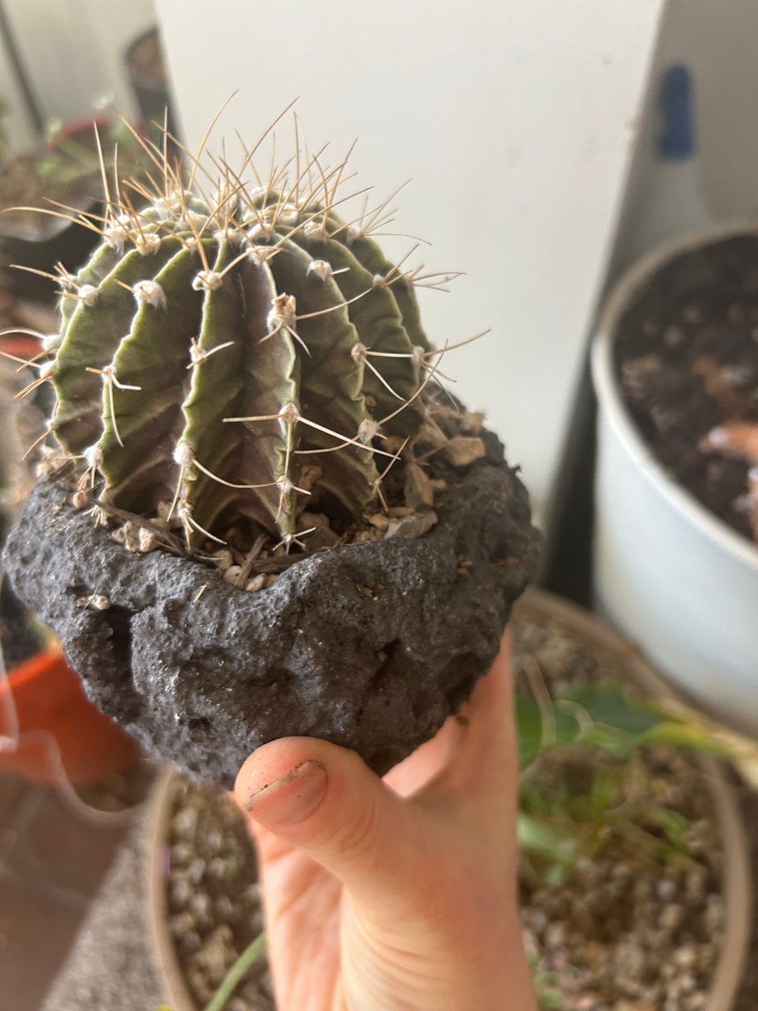 Weirdo Alert HUGE HUGE Gymnocalycium Mihanovichii Variegated Moon ...