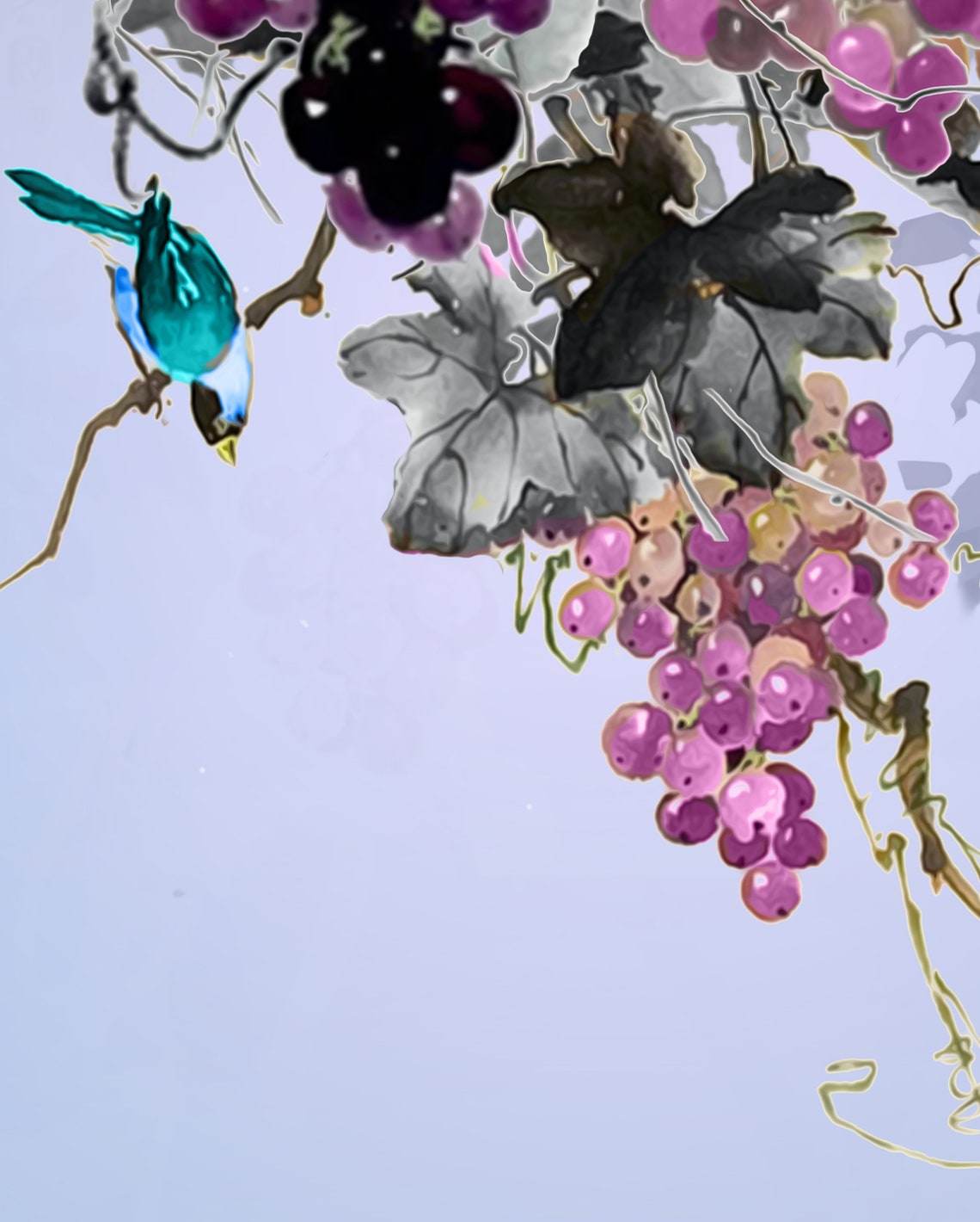 Art Print on Finest Watercolour Paper. Grapevine, Purple Grapes ...