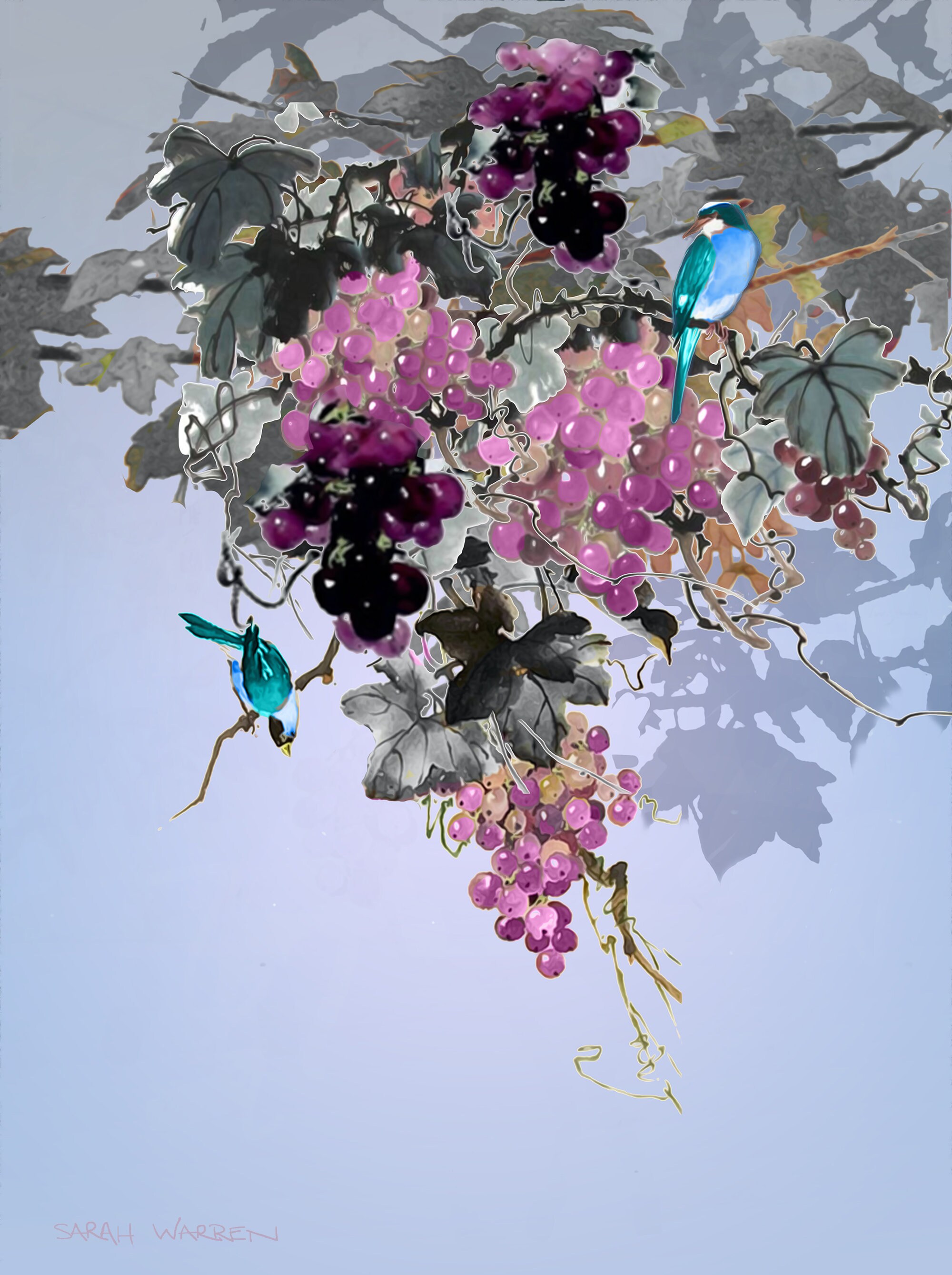 Art Print on Finest Watercolour Paper. Grapevine, Purple Grapes ...