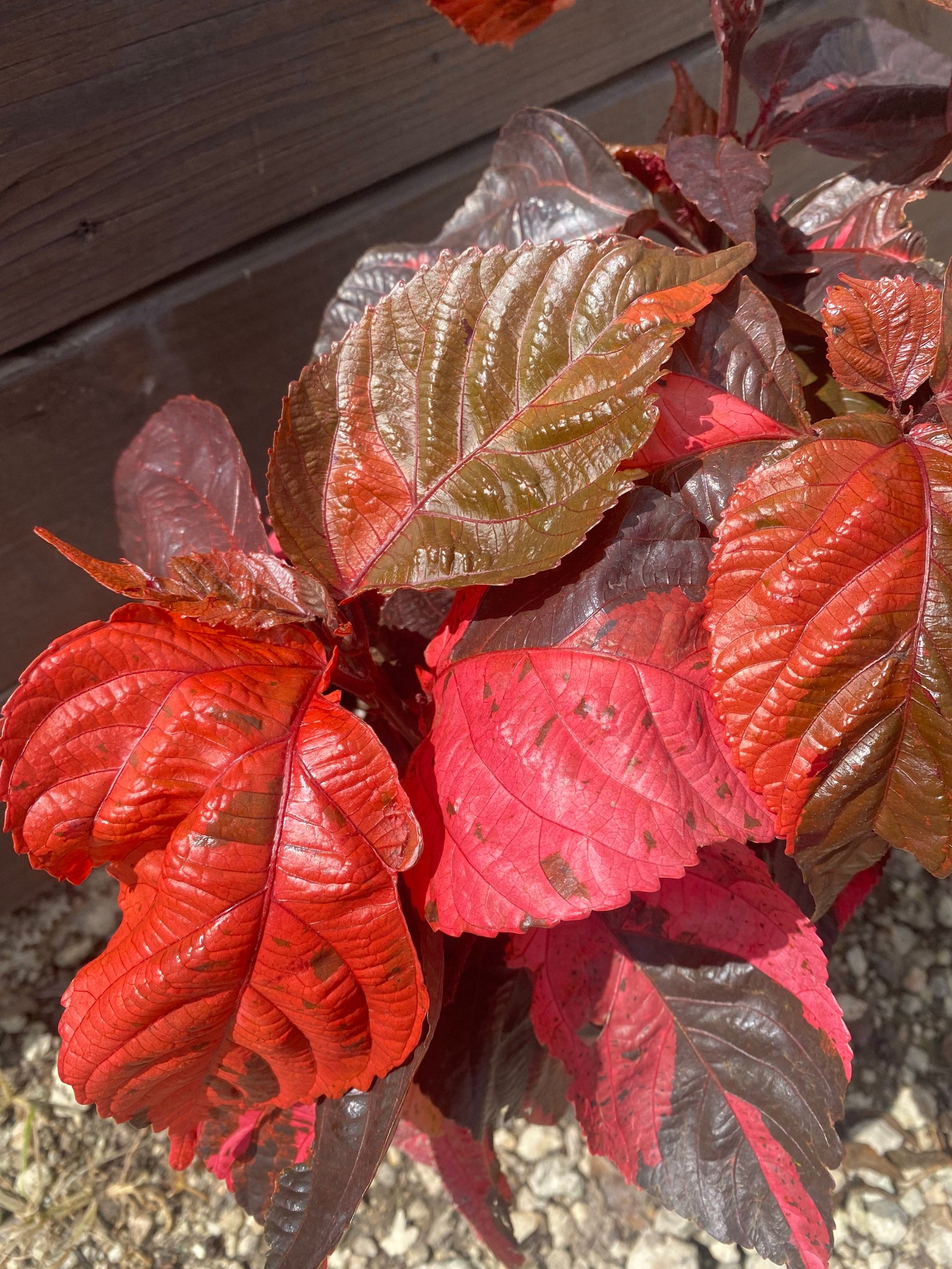 Copper Leaf Plant Acalypha Wilkesiana 10 Inch Pot - Etsy