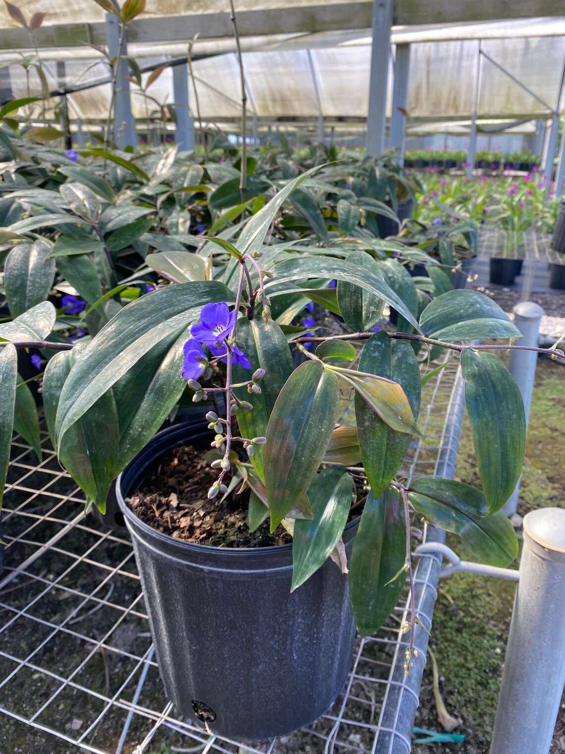 Weeping Blue Ginger – Dichorisandra Penduliflora 10 Inch Pot, Tropical ...