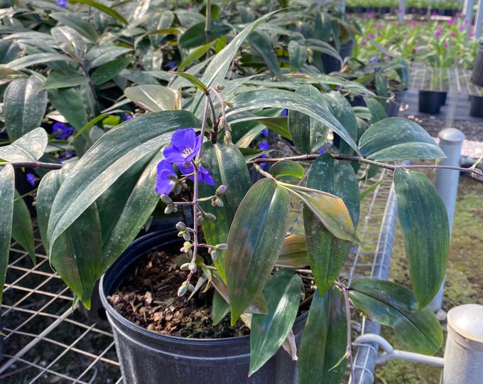 Weeping Blue Ginger Dichorisandra Penduliflora 10 Inch Pot FREE ...