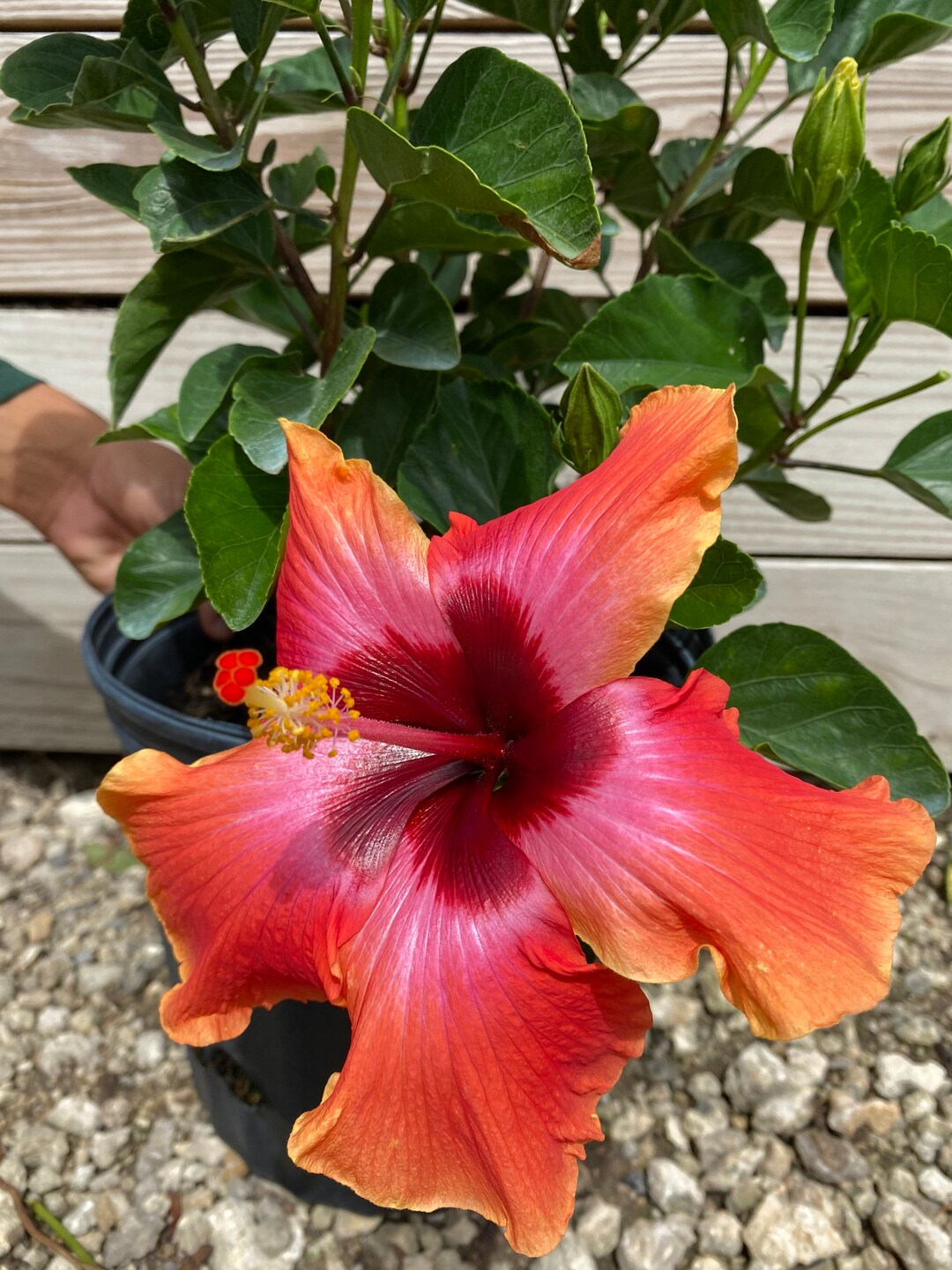 Hibiscus ‘fiesta’ 10 Inch Pot Free Shipping to Eastern and Central ...