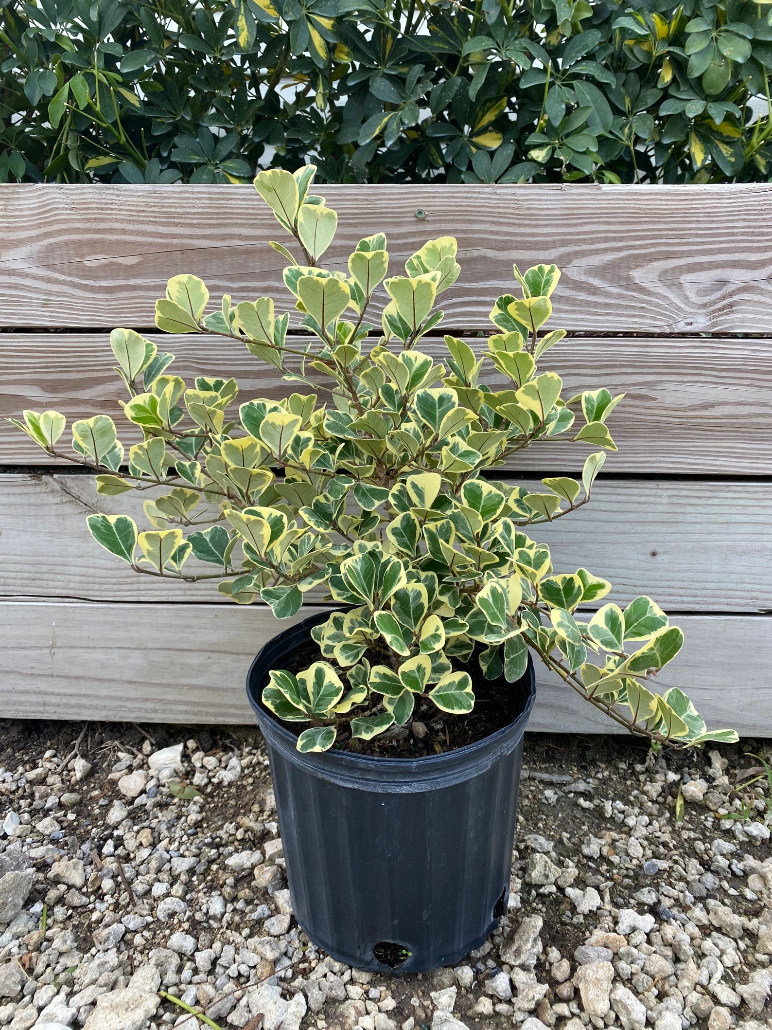 Ficus Triangularis Variegata Variegated Dwarf Triangle Fig 10 | Etsy