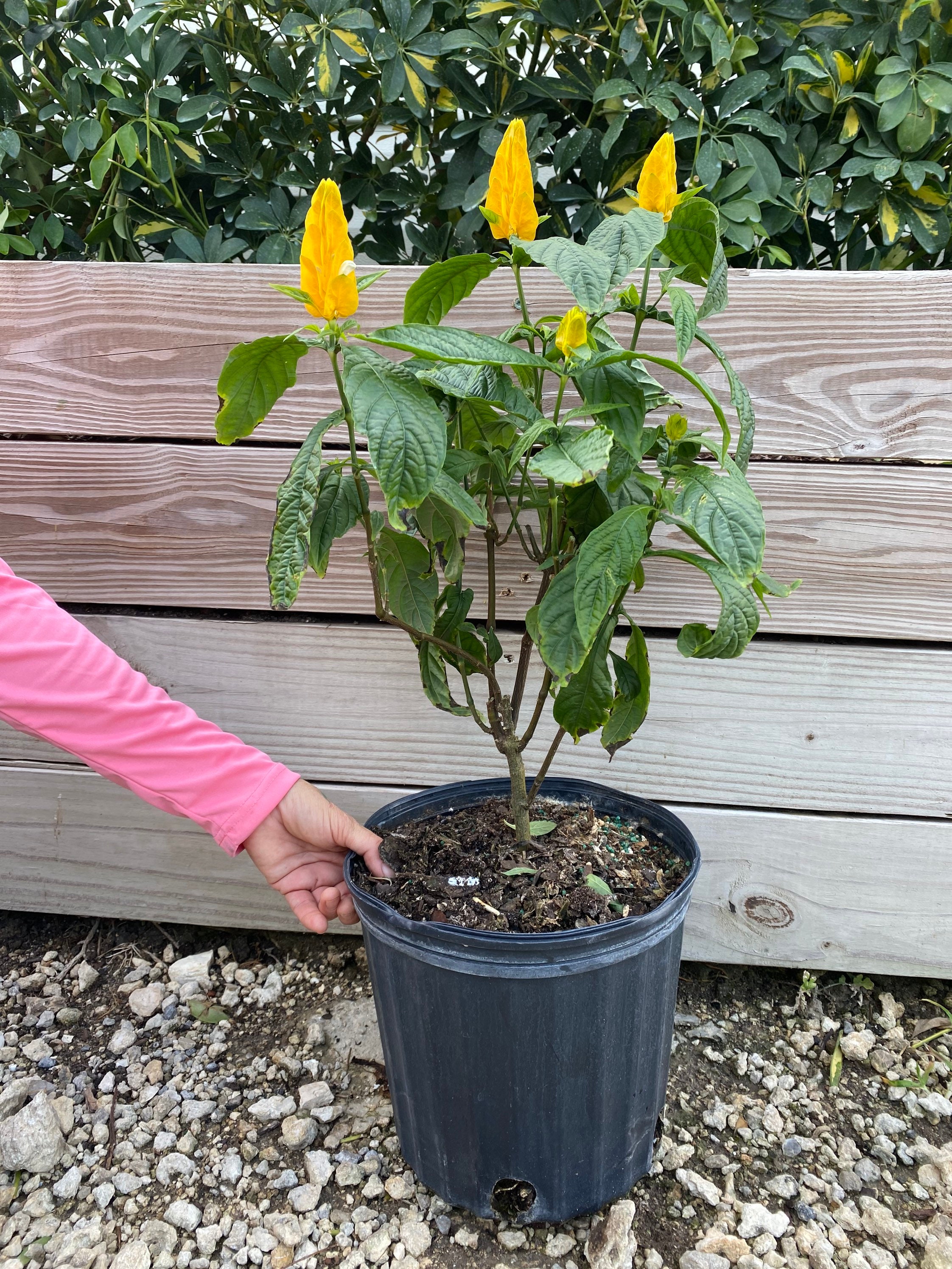 Yellow Shrimp Plant Pachystachys lutea Golden Shrimp plant 10 | Etsy