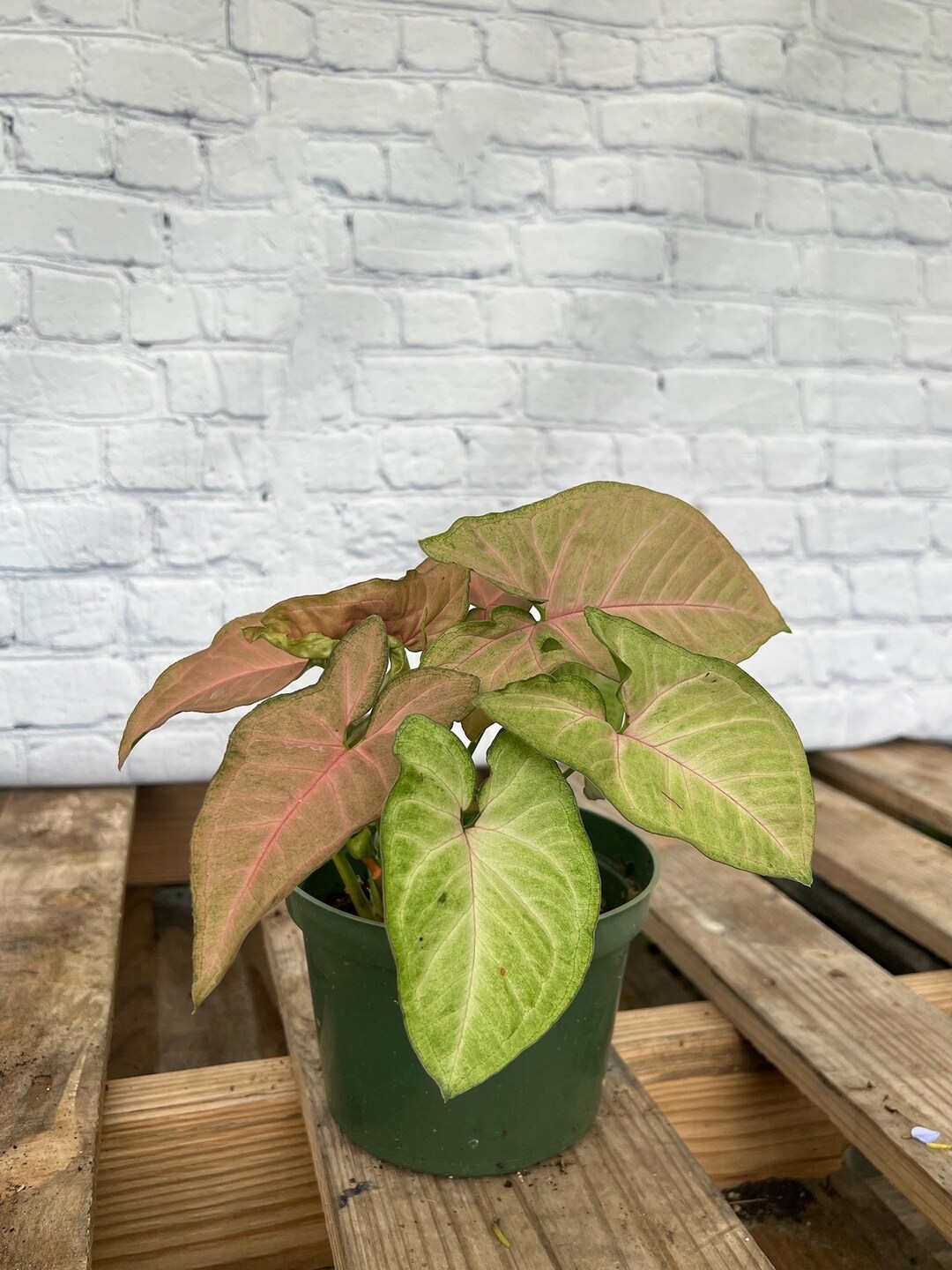 Syngonium ‘strawberry Cream’ 6” Inch Pot Free Shipping to Eastern and ...