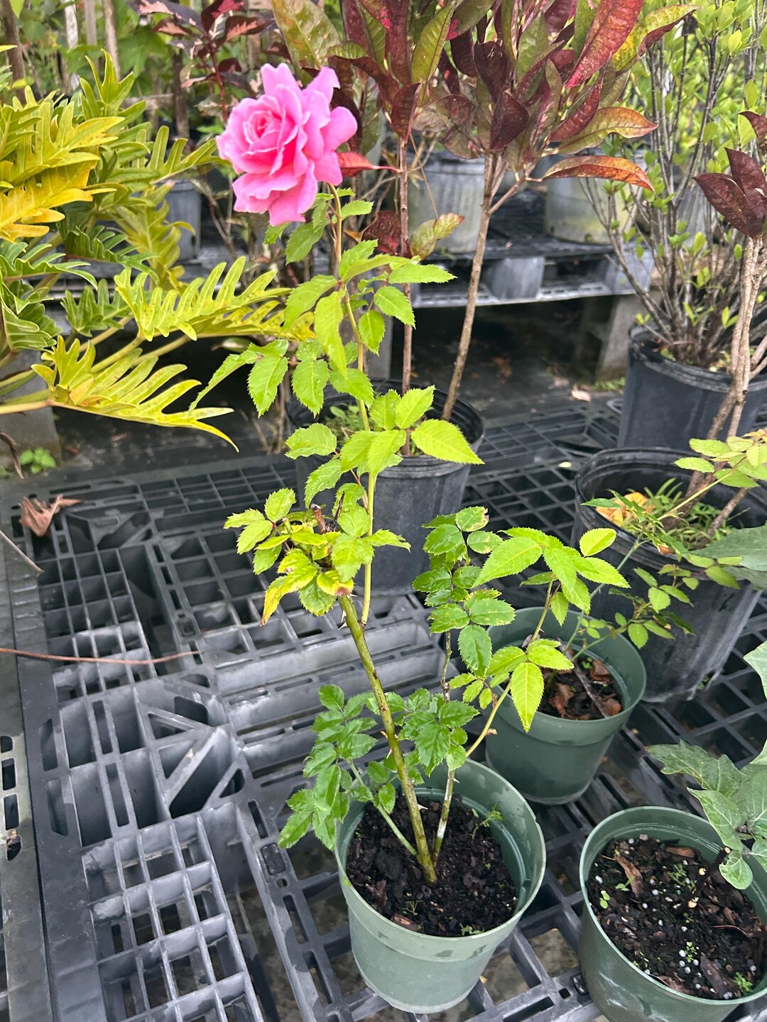 Rosa ‘belinda’s Dream’ Rose 6 Inch Pot. Live Pink Rose Bush, Fragrant ...