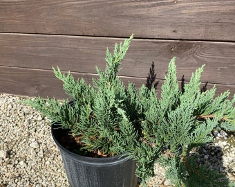 Juniperus Chinensis - Etsy