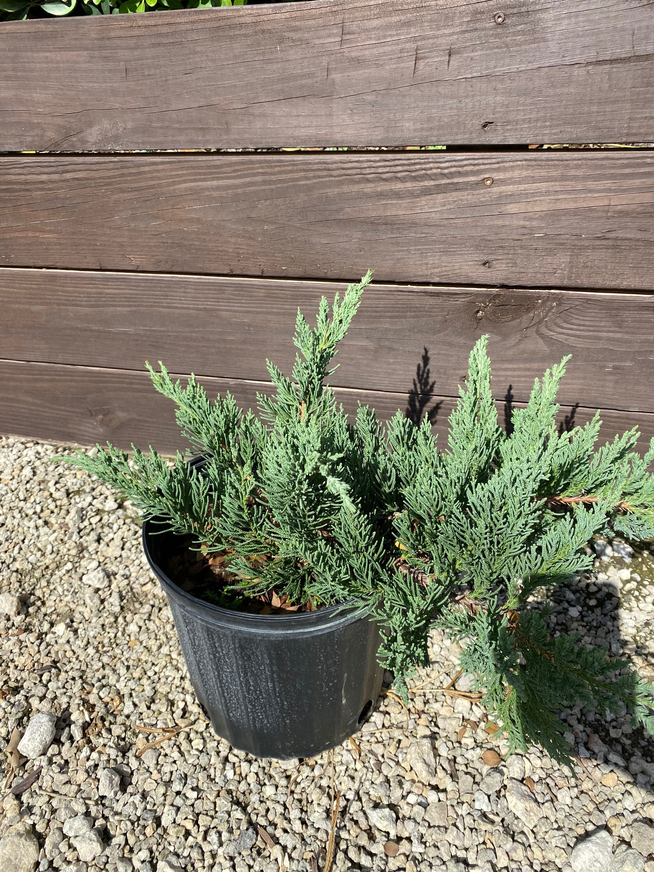 Juniper Parsoni Juniperus Chinensis 10 Inch Pot - Etsy