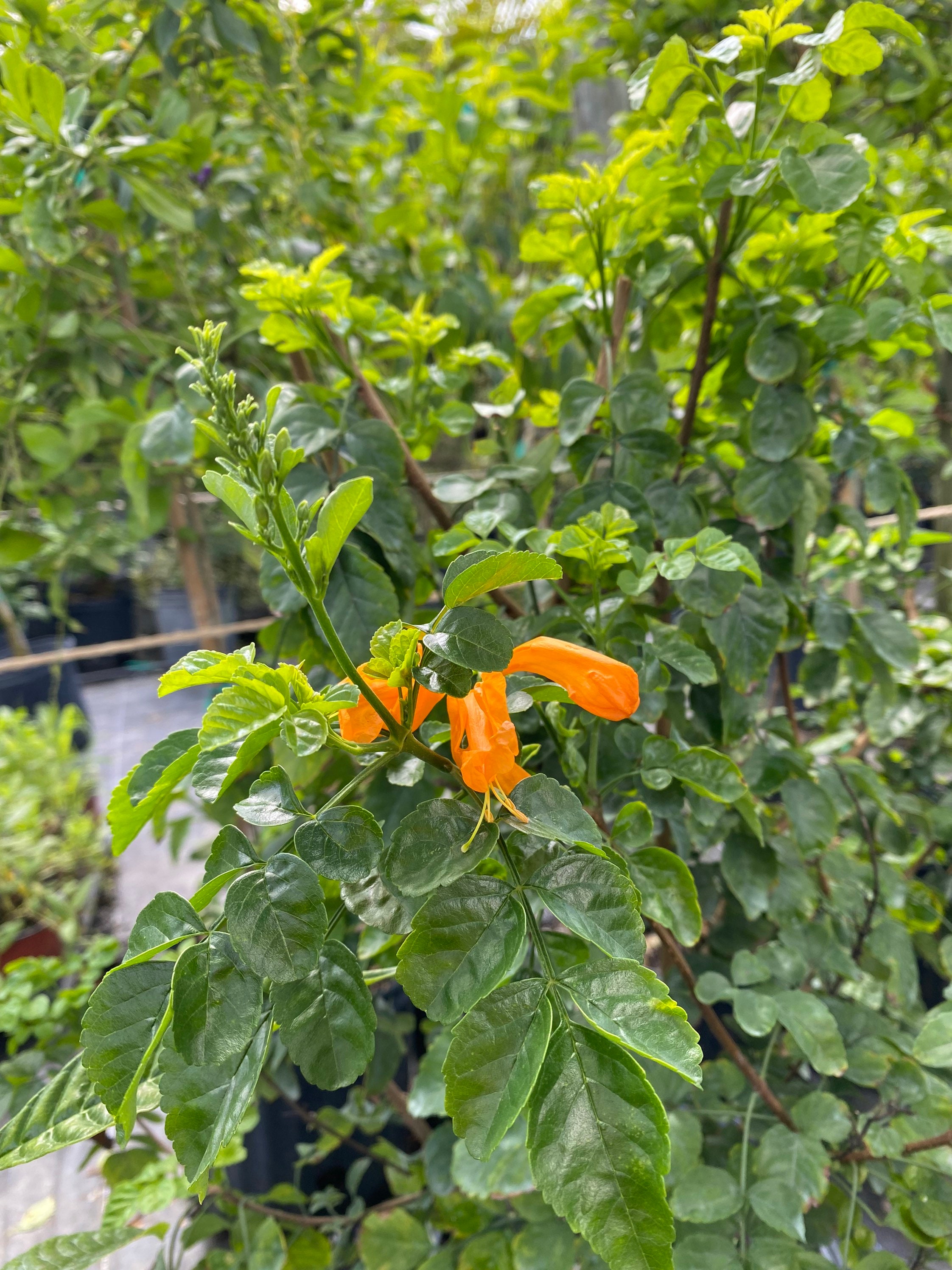Orange Honeysuckle Tree