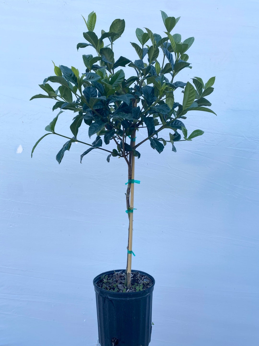 Gardenia Aimee Gardenia Augusta Standard Tree Form 10 Inch Pot FREE ...