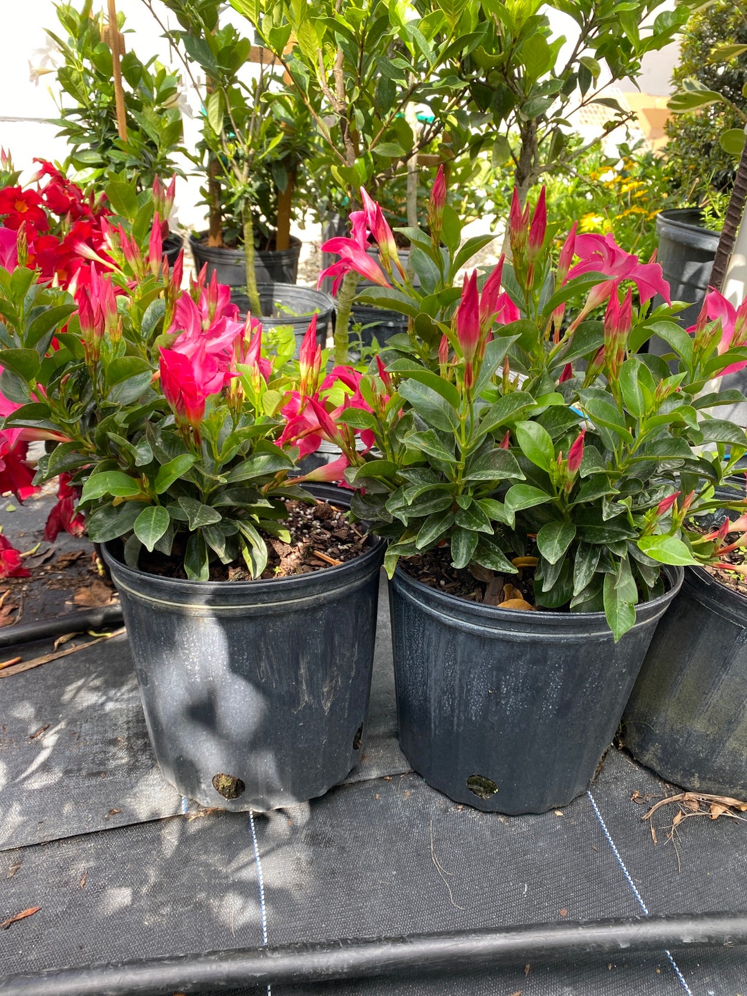Dipladenia Red Mandevilla Bush 10 Inch Pot FREE Shipping - Etsy