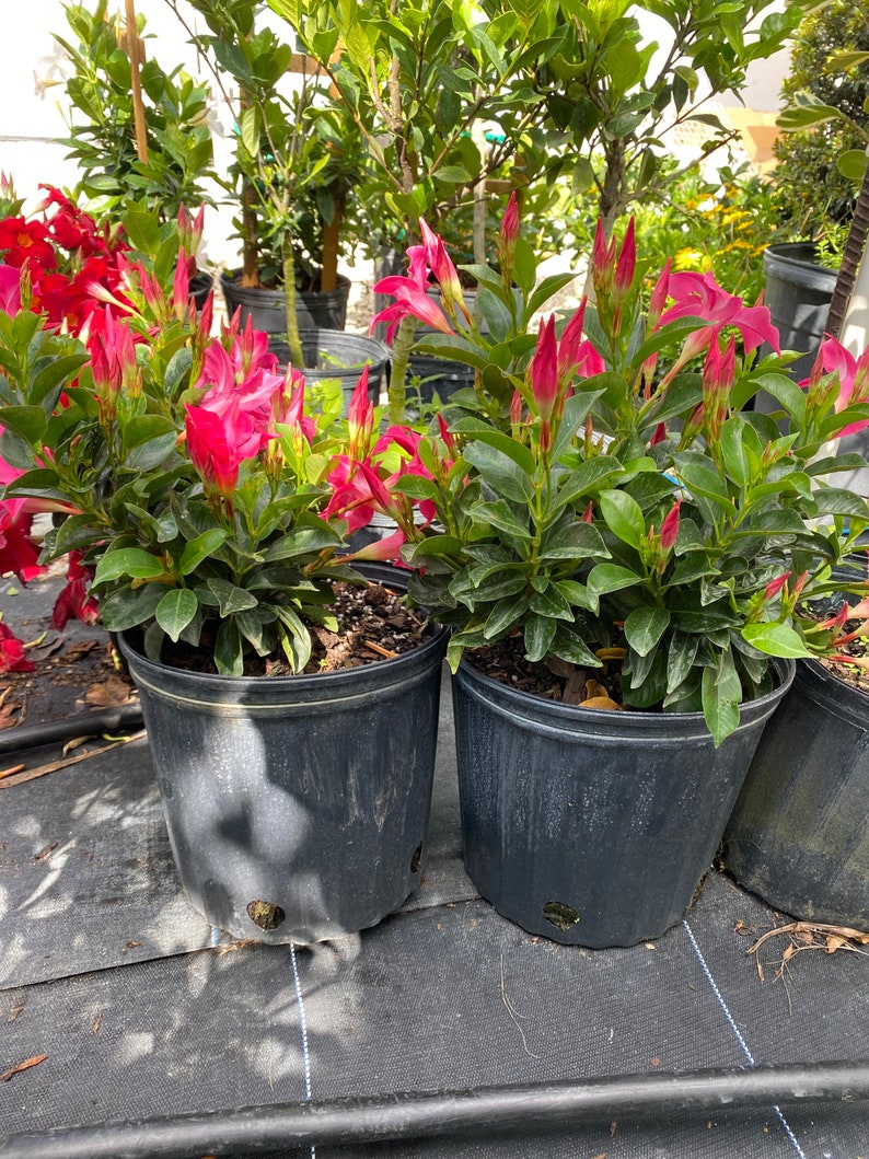Dipladenia Red – Mandevilla Bush 10 Inch Pot. Live Tropical Flowering ...