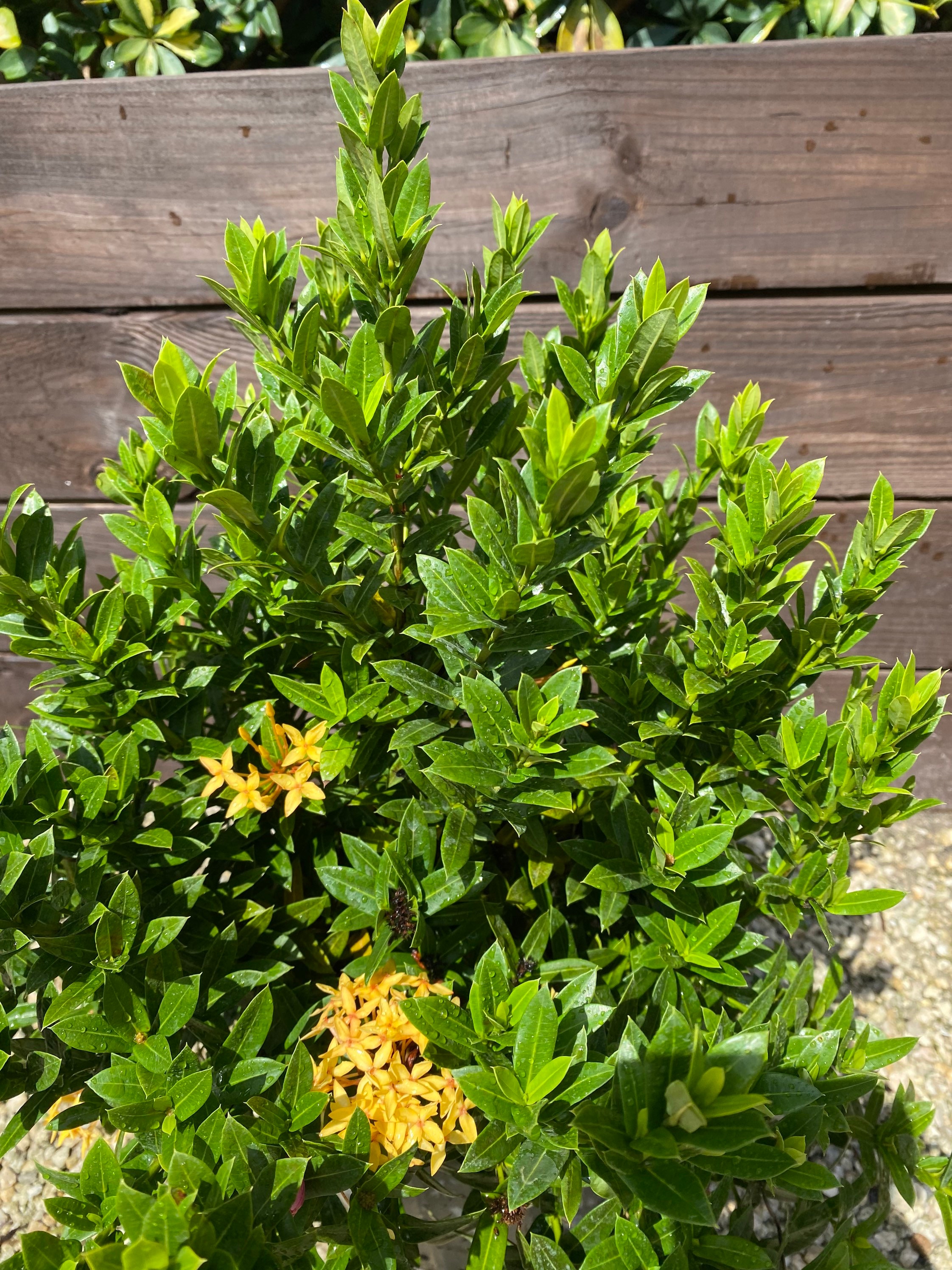 Ixora Taiwanese Dwarf Yellow – Ixora Taiwanensis 10 Inch Pot. Live ...