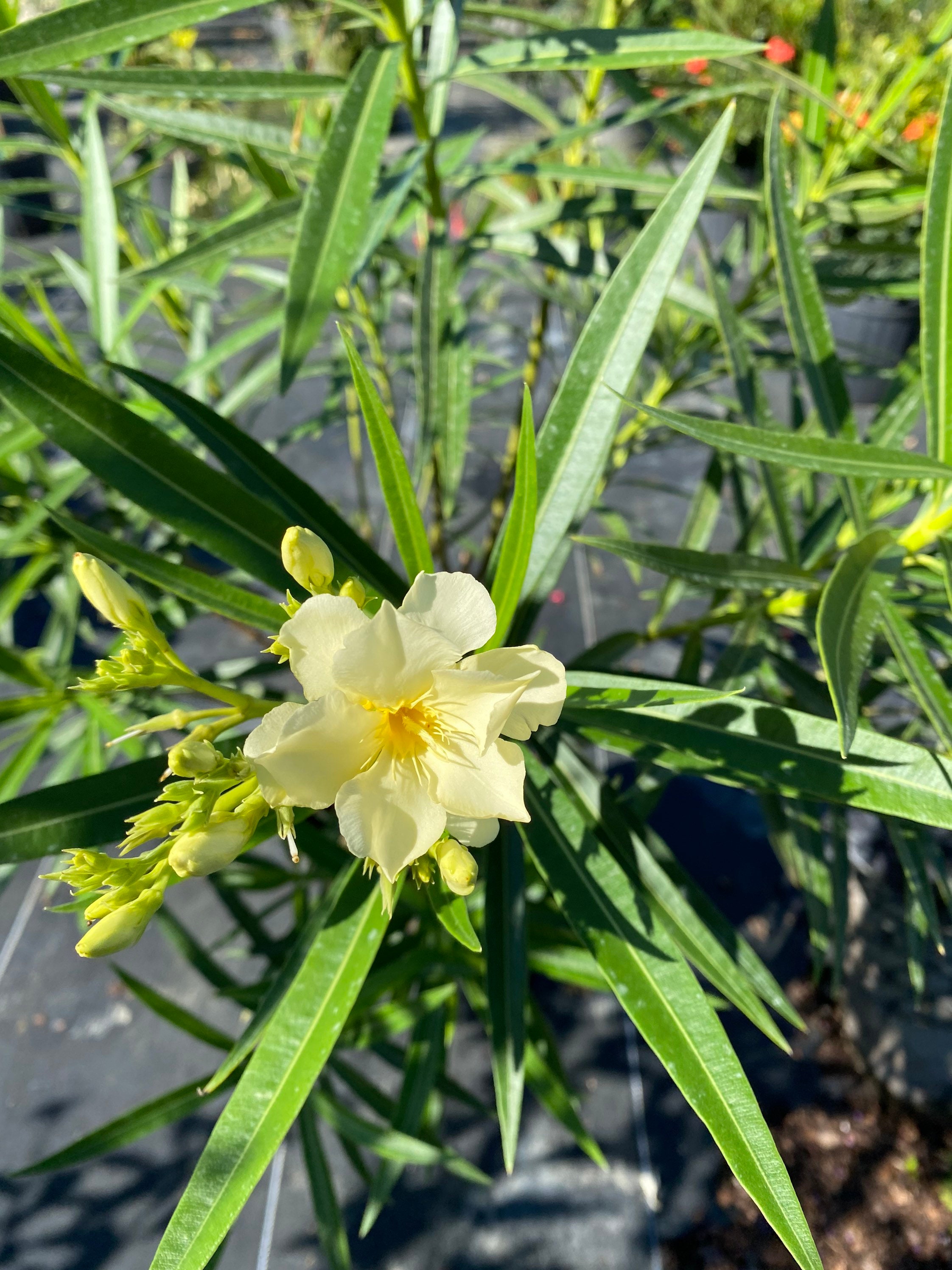 Yellow Oleander Flower