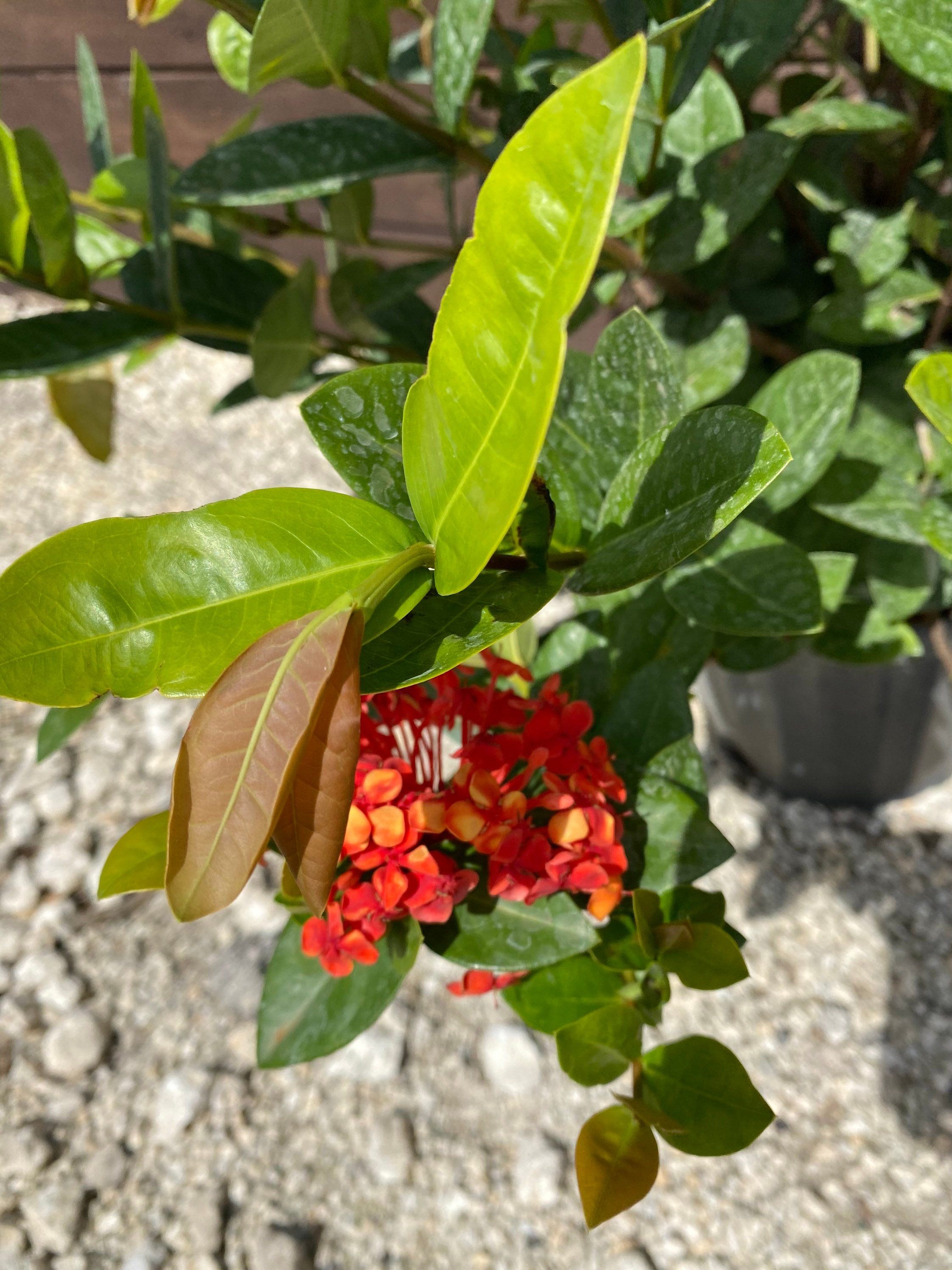 Ixora Maui Red Ixora Coccinea 6 Inch Pot Free Shipping to Eastern and ...