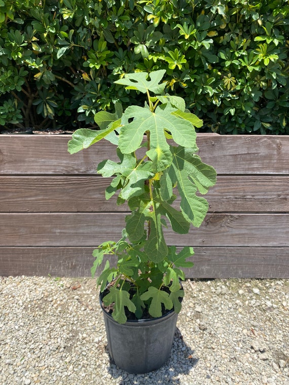 Persian Fig kan Tree Ficus Carica 10 Inch Pot - Etsy