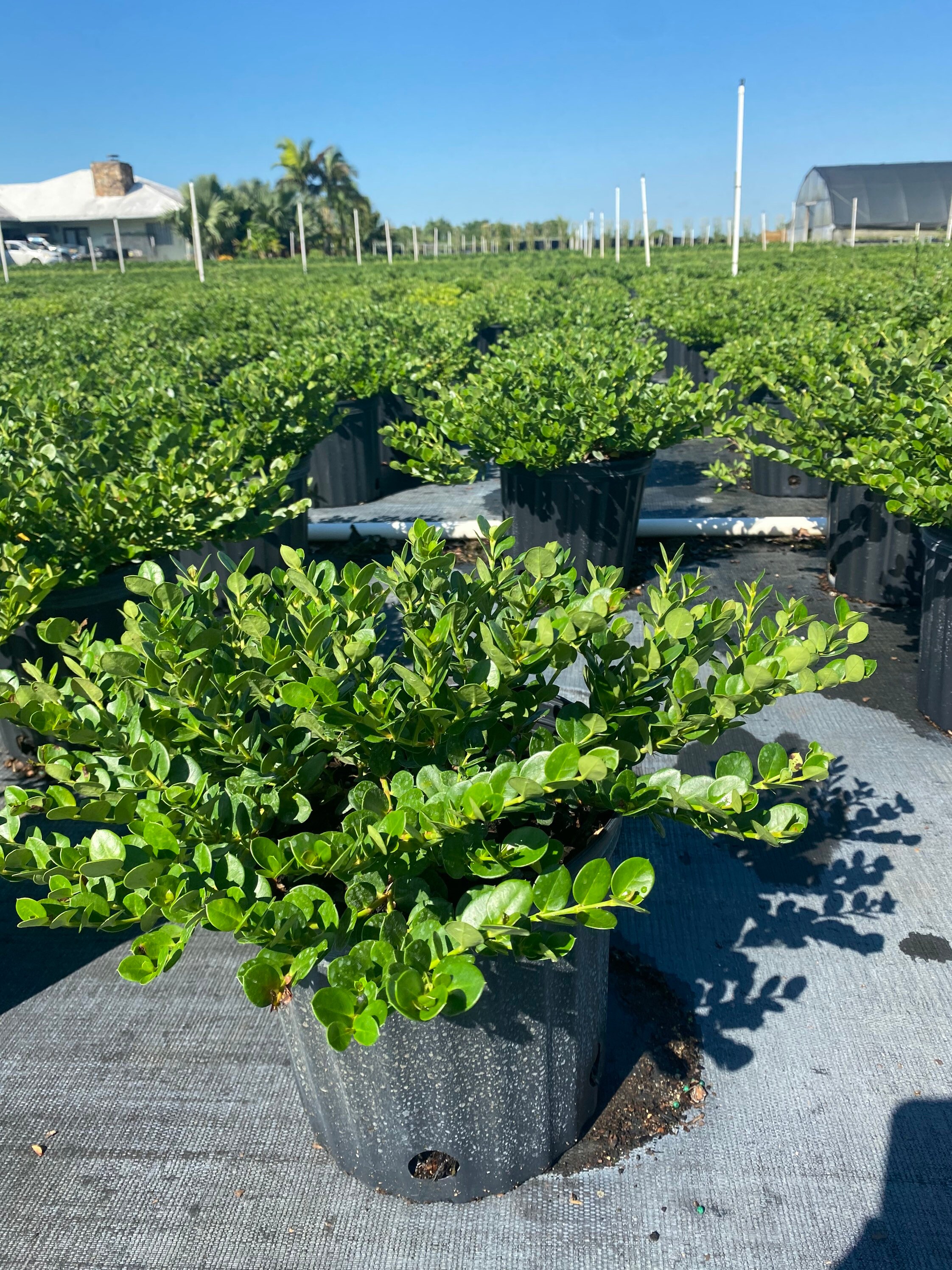 Carissa Emerald Blanket Carissa Macrocarpa 10” Inch Pot - Etsy